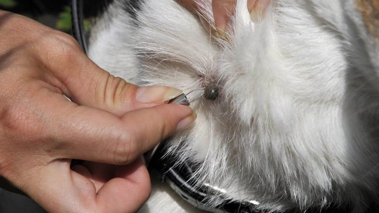 gale oreilles chat traitement naturel - DAR saint louis